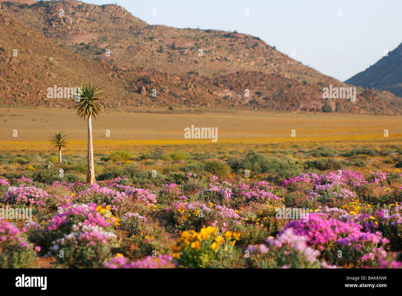 Flowers bloom in the Namakwaland near Springbok in South Africa's ...