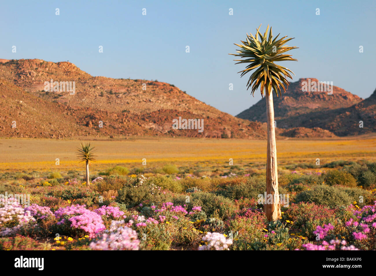 Flowers bloom in the Namakwaland near Springbok in South Africa's ...