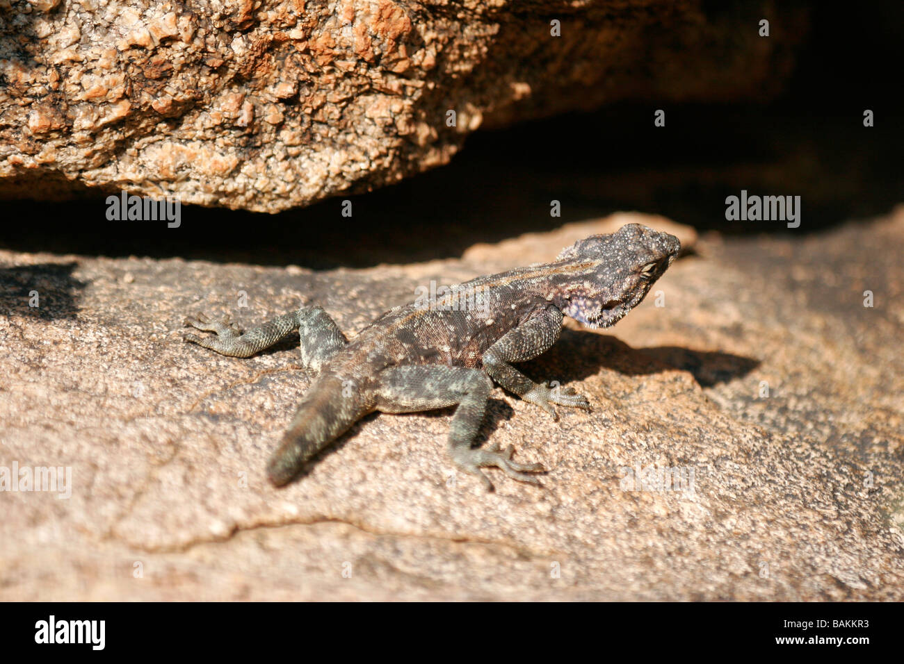 A lizard lies and bakes in the sun in South Africa's Northern Cape ...