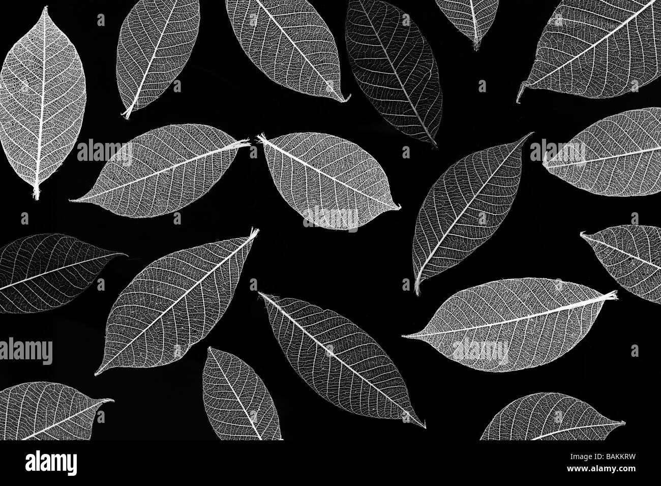 Tree black background leaf Black and White Stock Photos & Images - Alamy