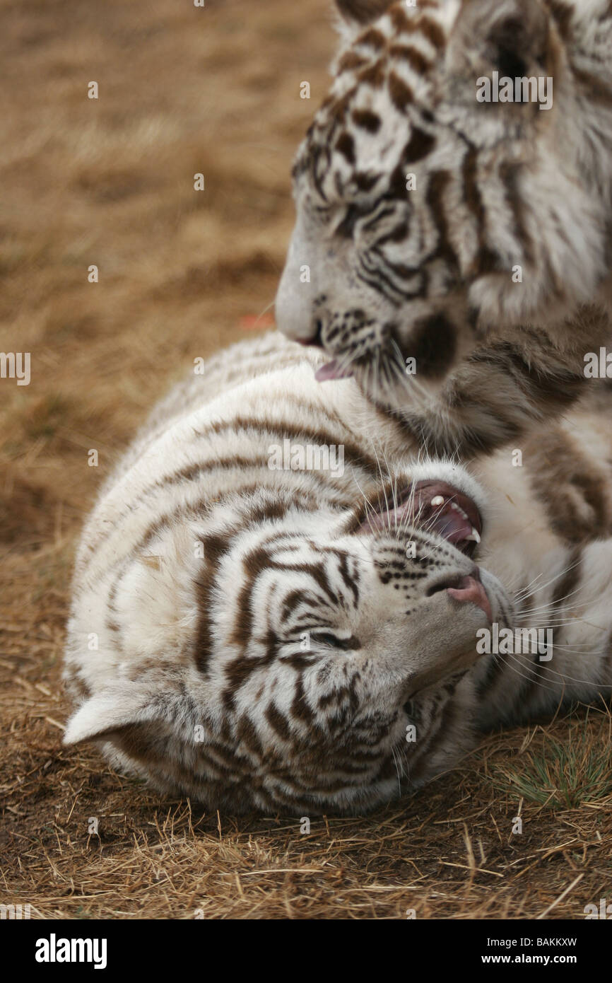 White Tigers Fighting High Resolution Stock Photography and Images - Alamy