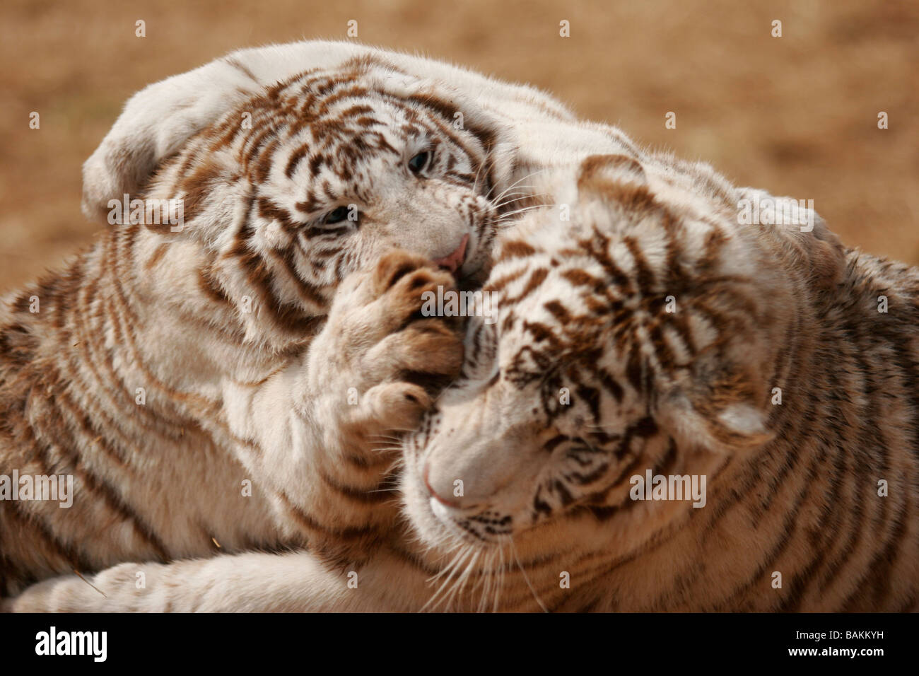 Two albino white tigers play with each other in play fighting Stock ...