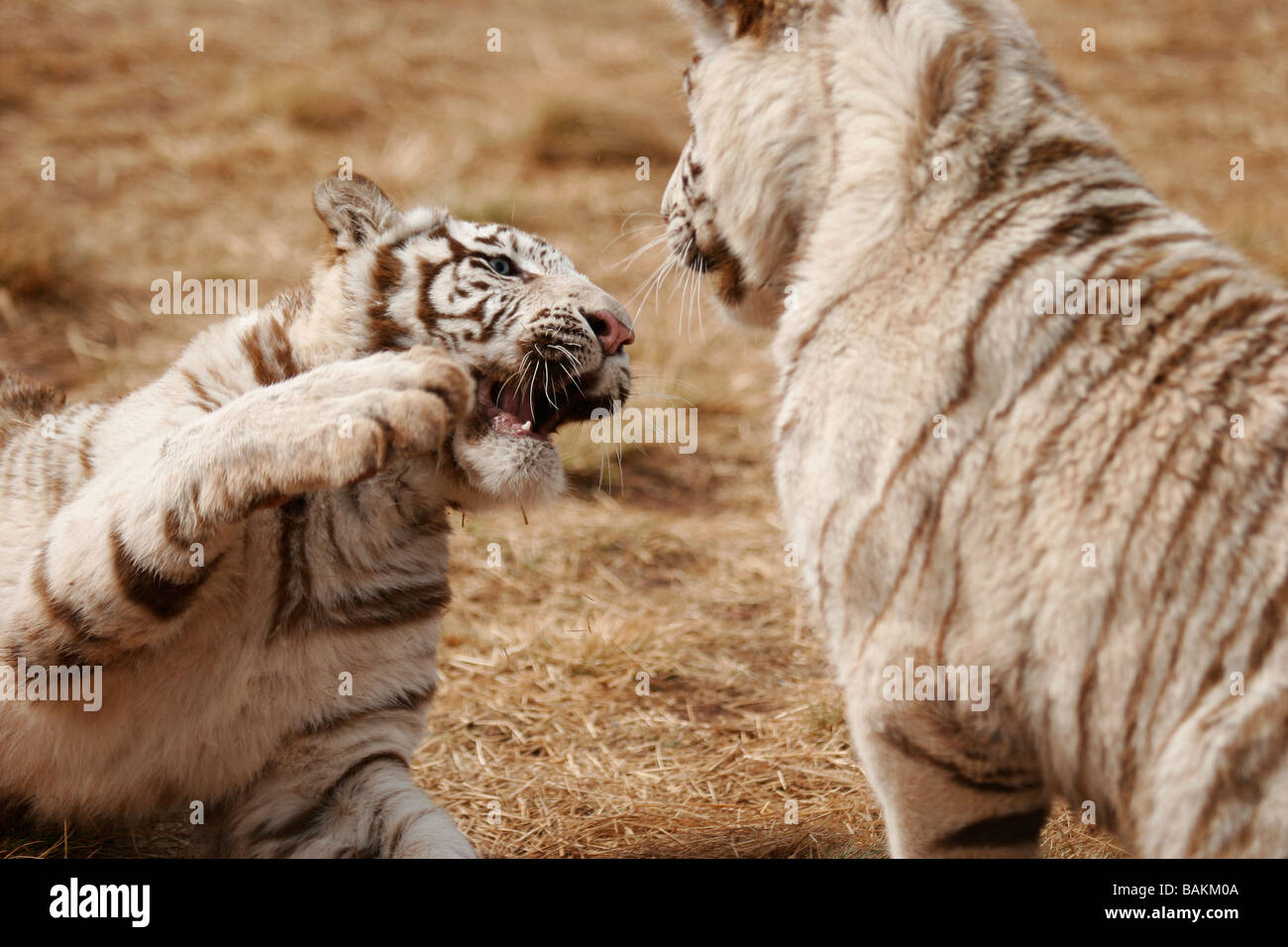Two albino white tigers play with each other in play fighting Stock ...