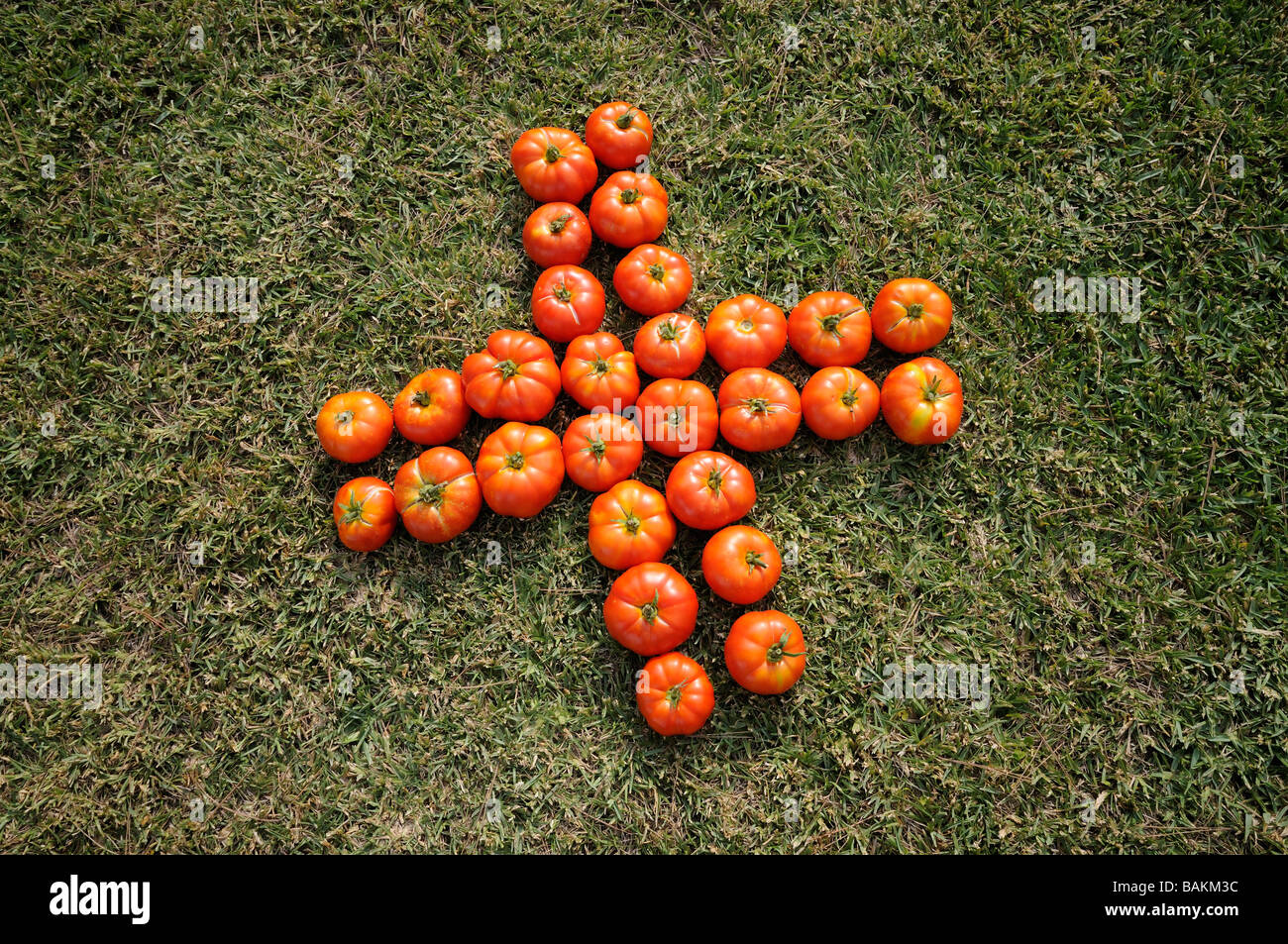 Group of tomatoes representing a cross over the grass Stock Photo - Alamy
