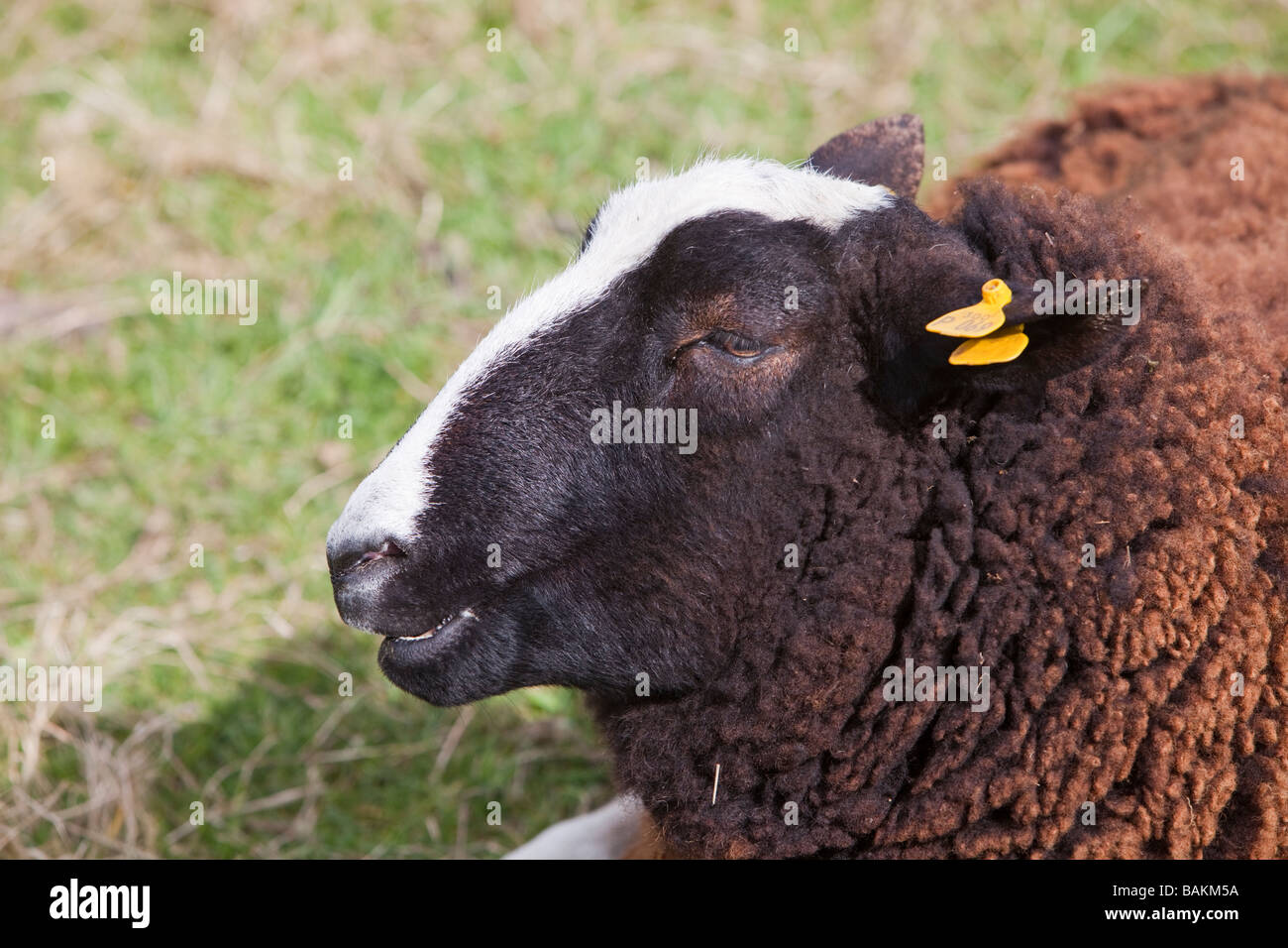 A rare breed sheep Stock Photo - Alamy