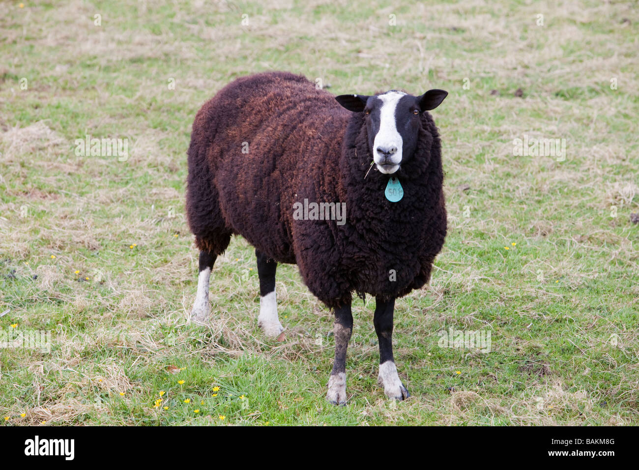 A rare breed sheep Stock Photo - Alamy