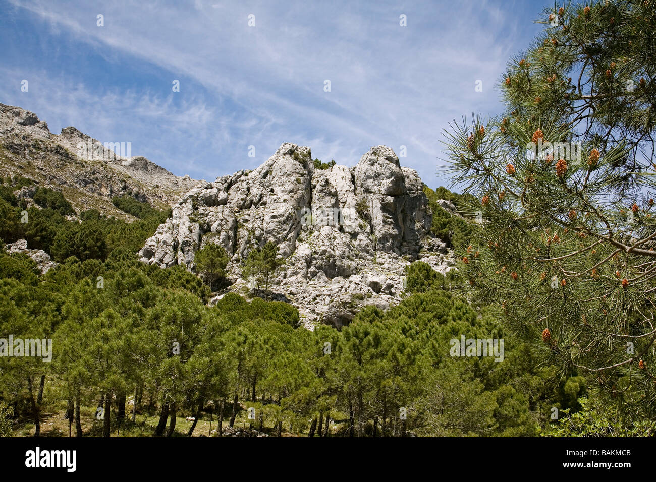 Pine tree forest andalucia spain hi-res stock photography and images ...