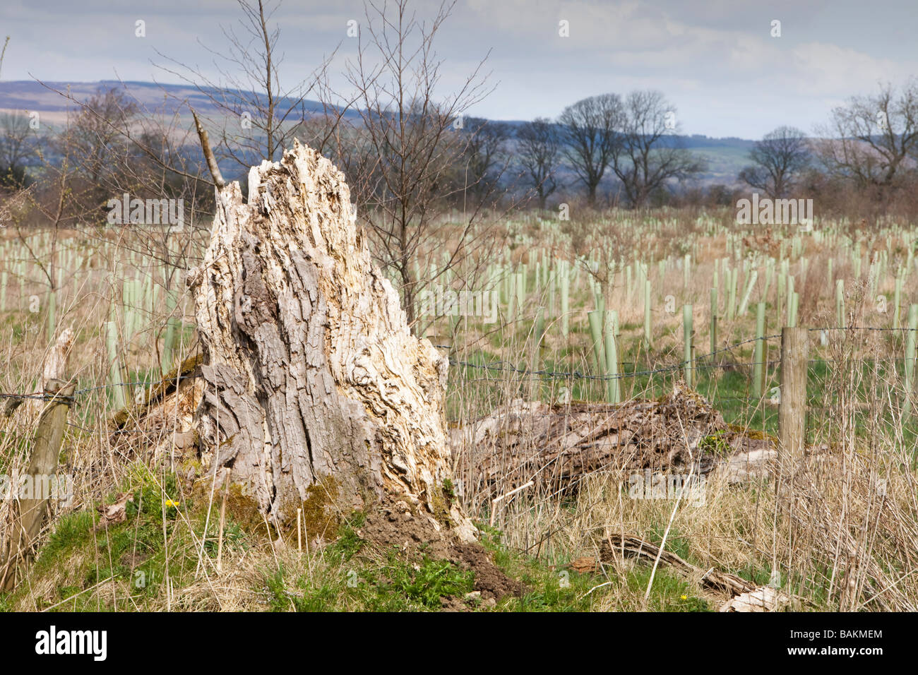 A community woodland in Clitheroe, Lancashire, UK Stock Photo - Alamy