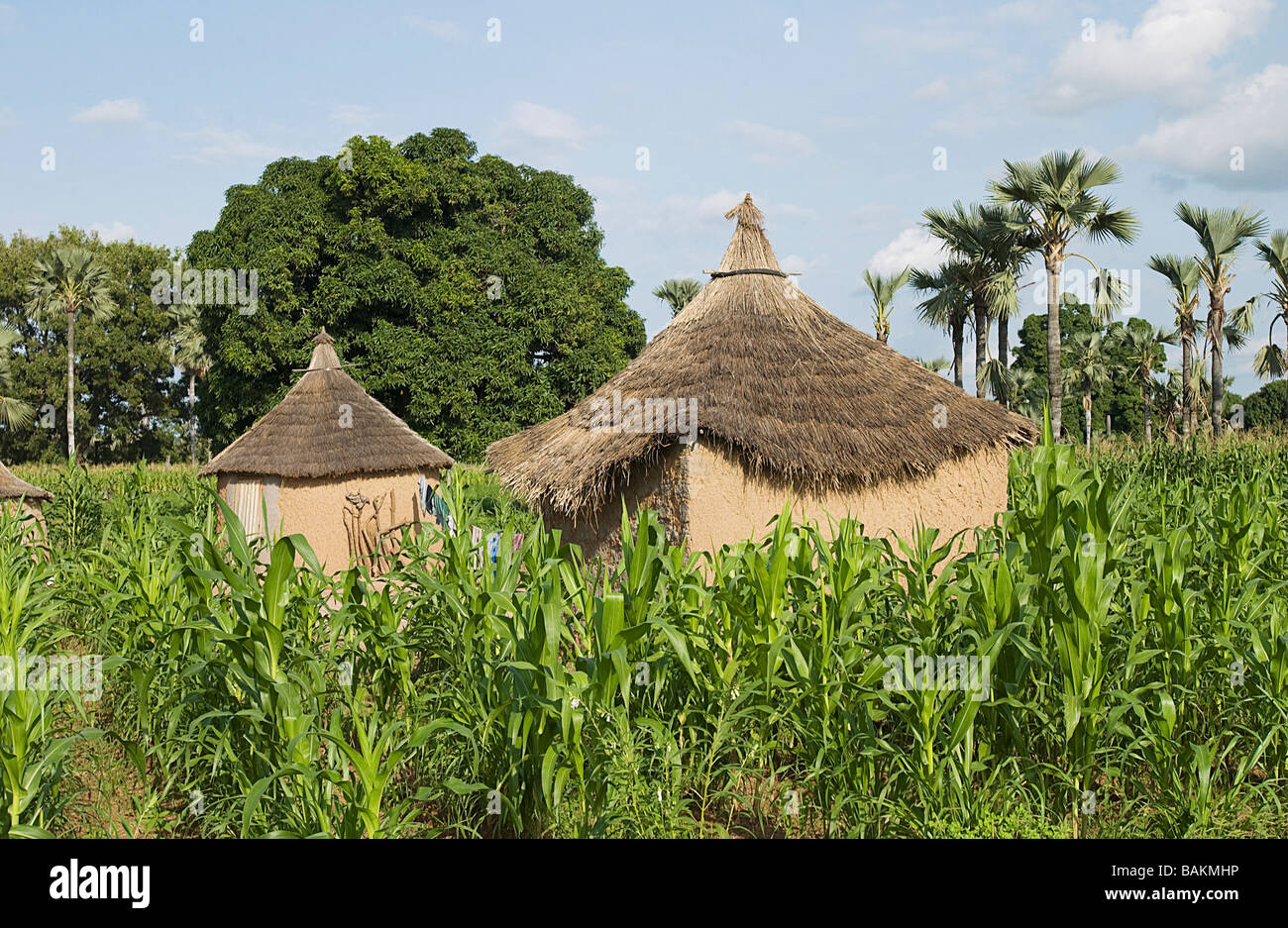 Burkina Faso, Comoe Province, Tengrela, traditioal huts of Senofo ...