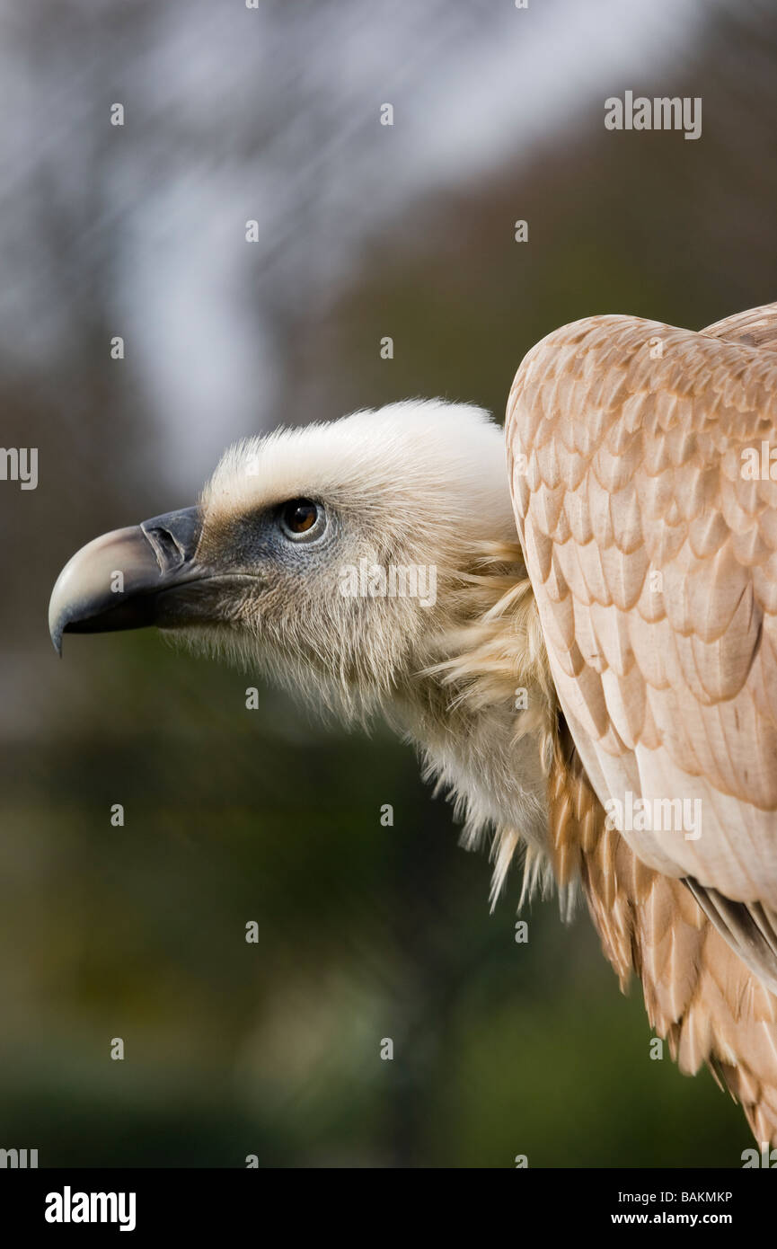 Vulture Nest High Resolution Stock Photography and Images - Alamy