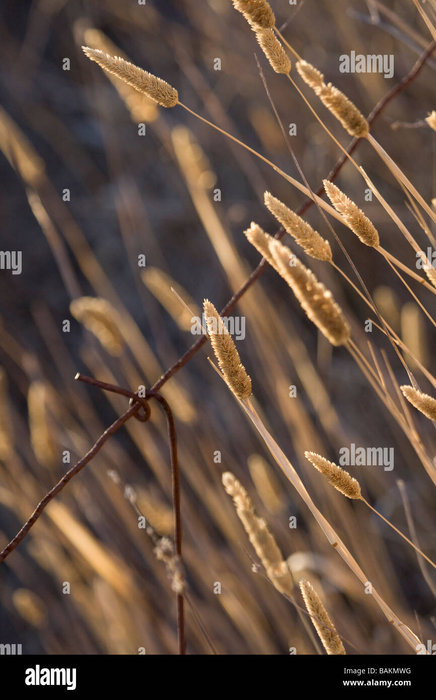 Rusty wire hi-res stock photography and images - Alamy
