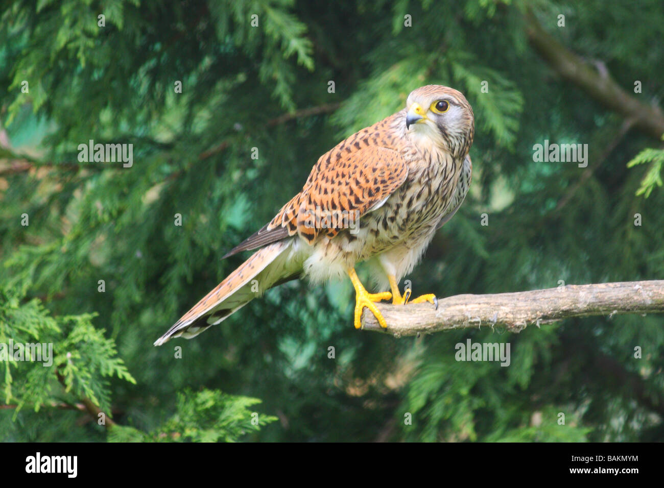 Kestrel On Perch Stock Photo - Alamy