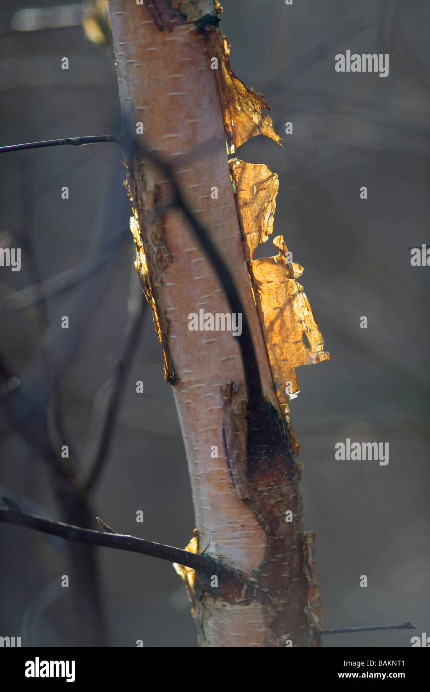 Birk tree, Sweden Stock Photo - Alamy