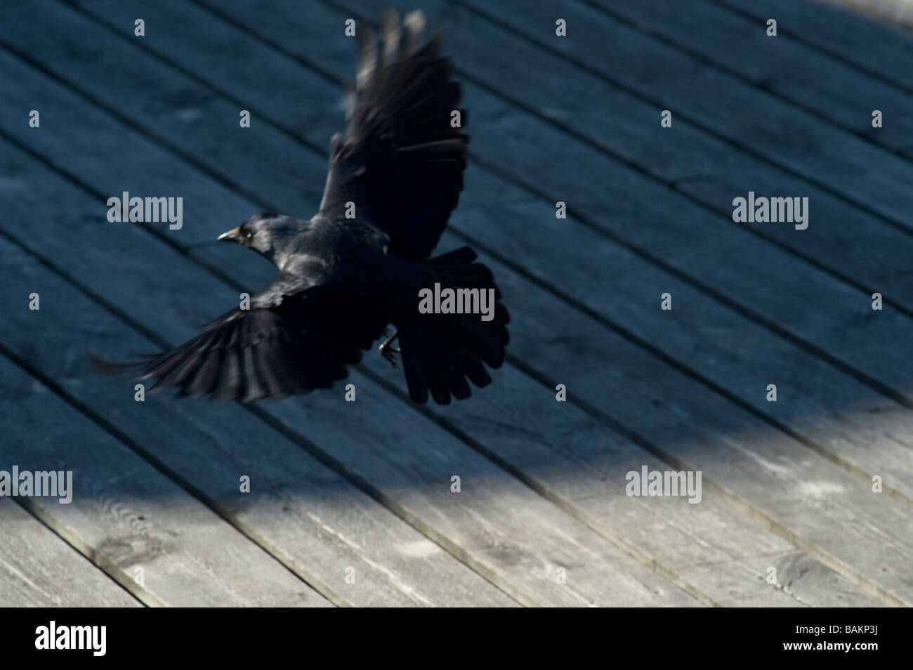 Black crow flying hi-res stock photography and images - Alamy