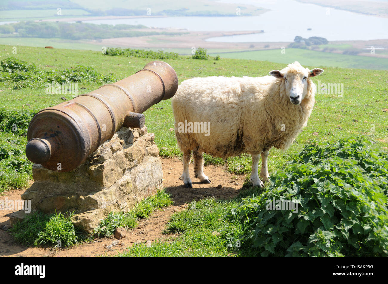Sheep and cannon Stock Photo - Alamy