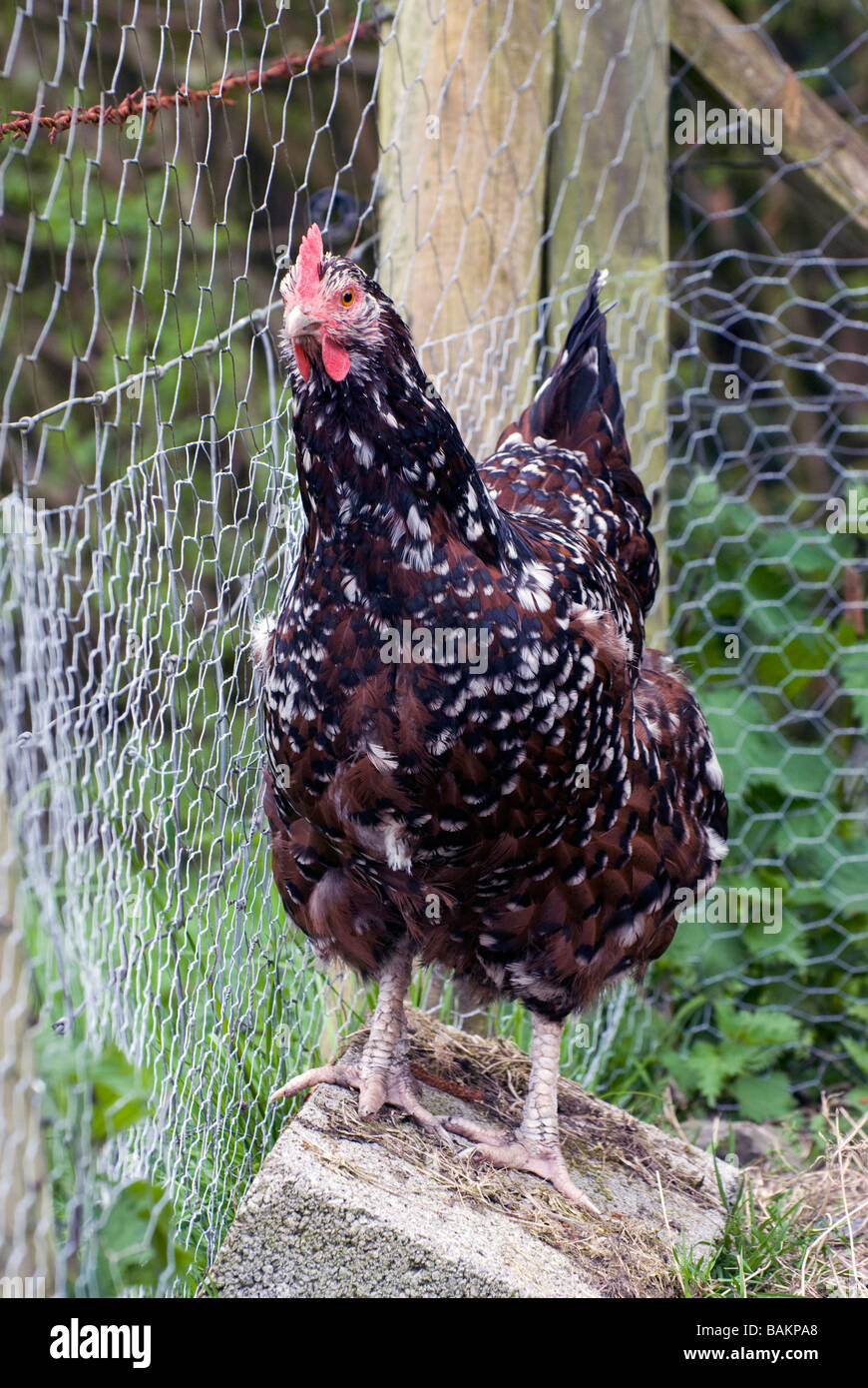 speckled sussex hen Stock Photo - Alamy