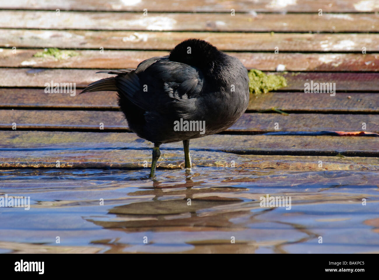 Sleeping coot hi-res stock photography and images - Alamy