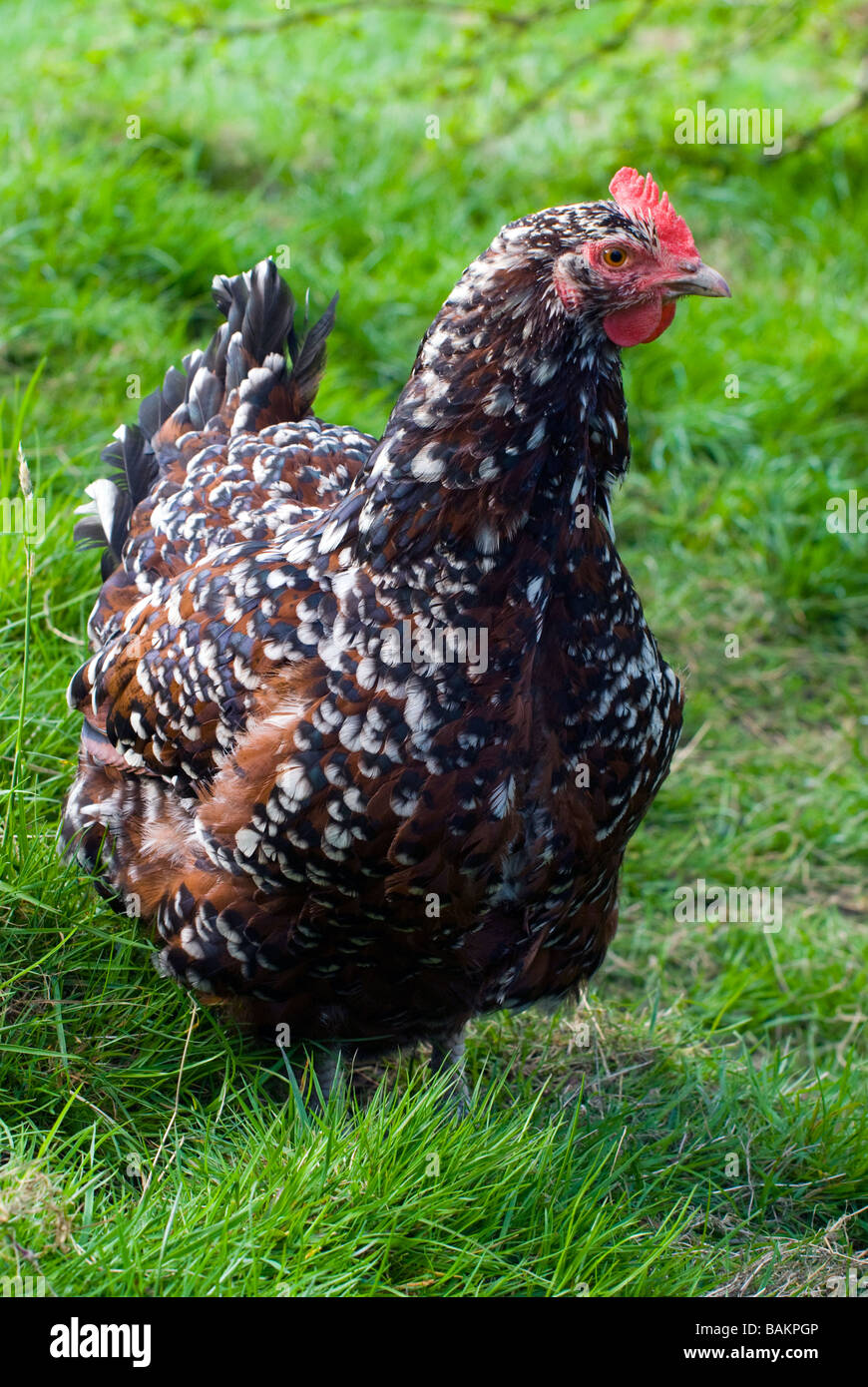 speckled sussex hen Stock Photo - Alamy