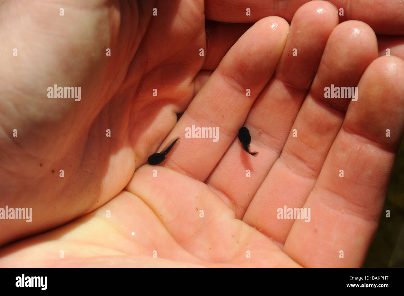 Tadpoles in hand Stock Photo - Alamy
