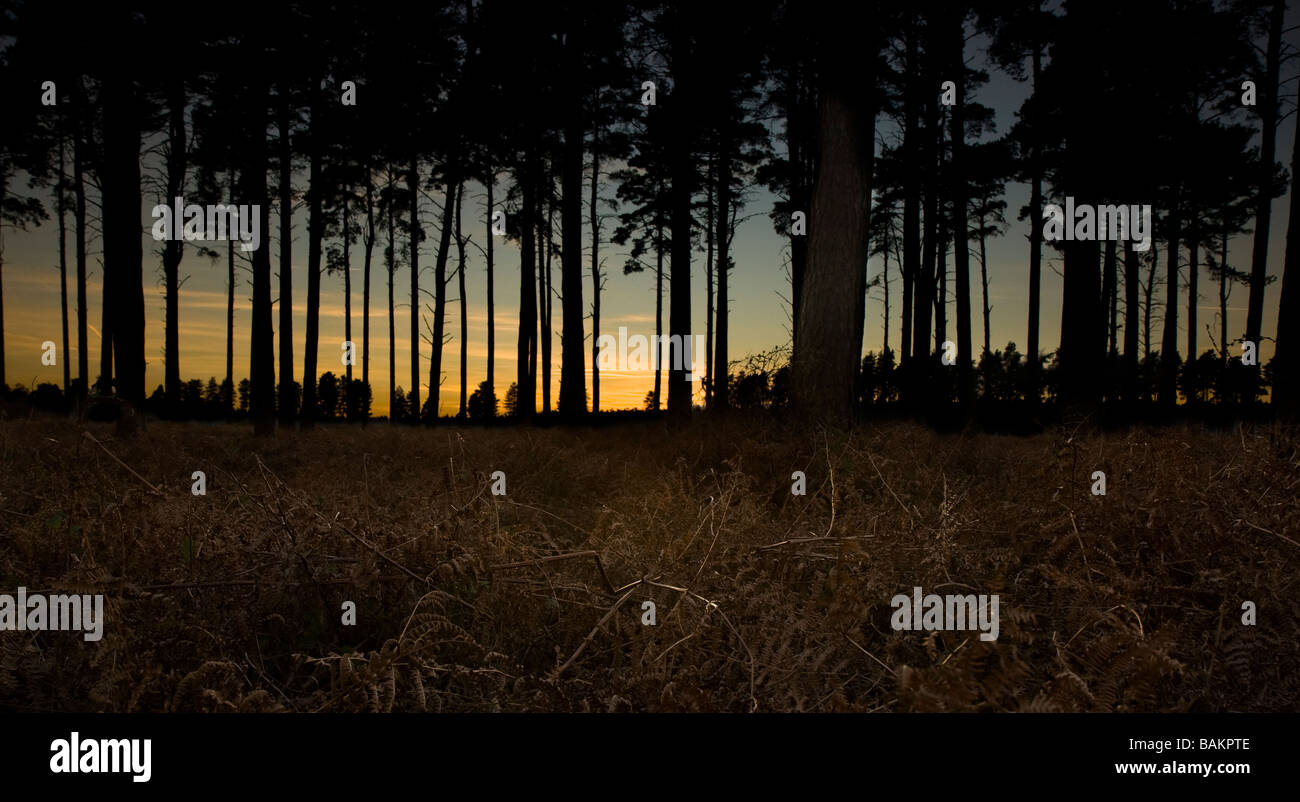 Twilight trees hi-res stock photography and images - Alamy
