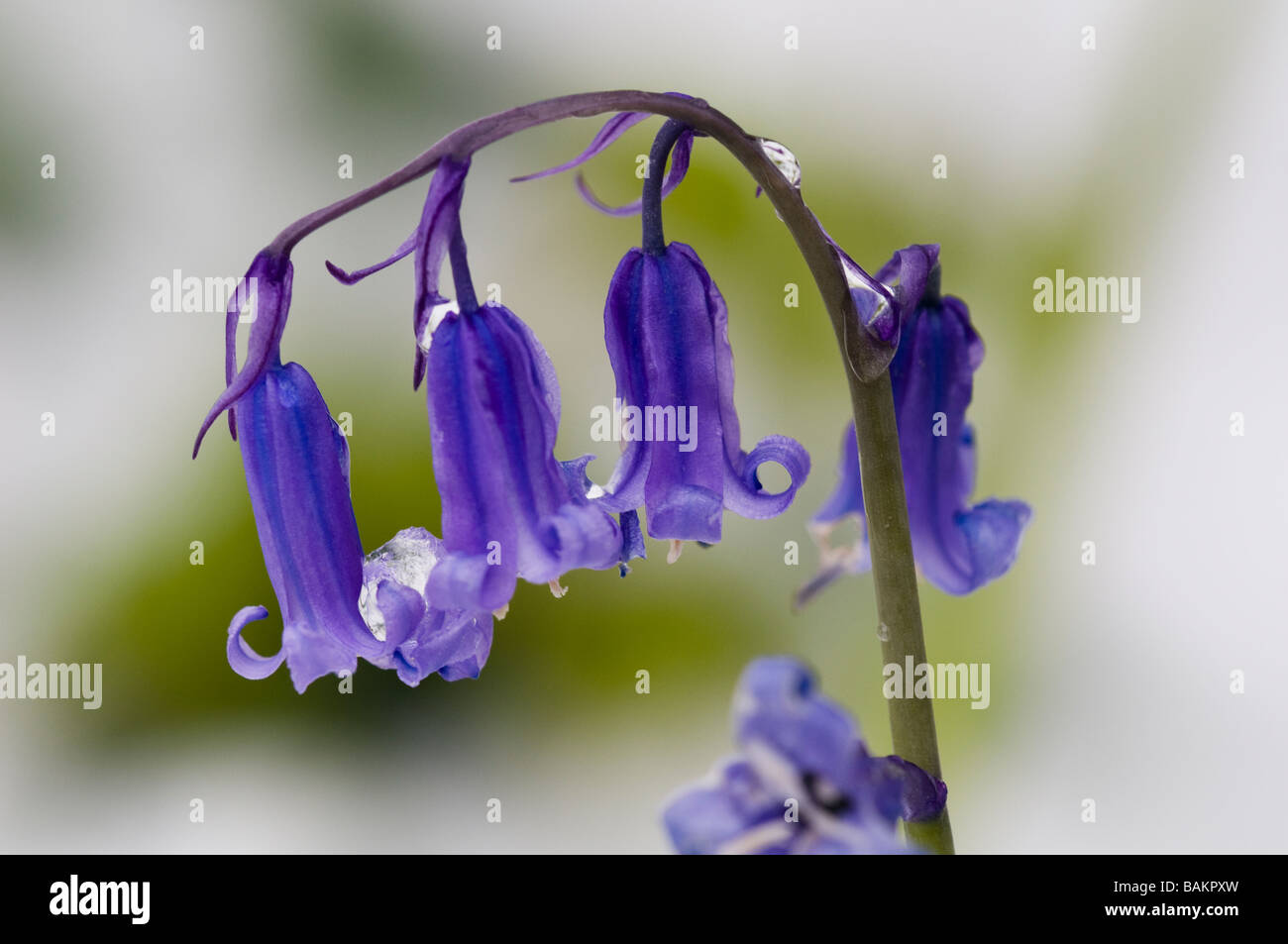 Bluebells in snow hi-res stock photography and images - Alamy