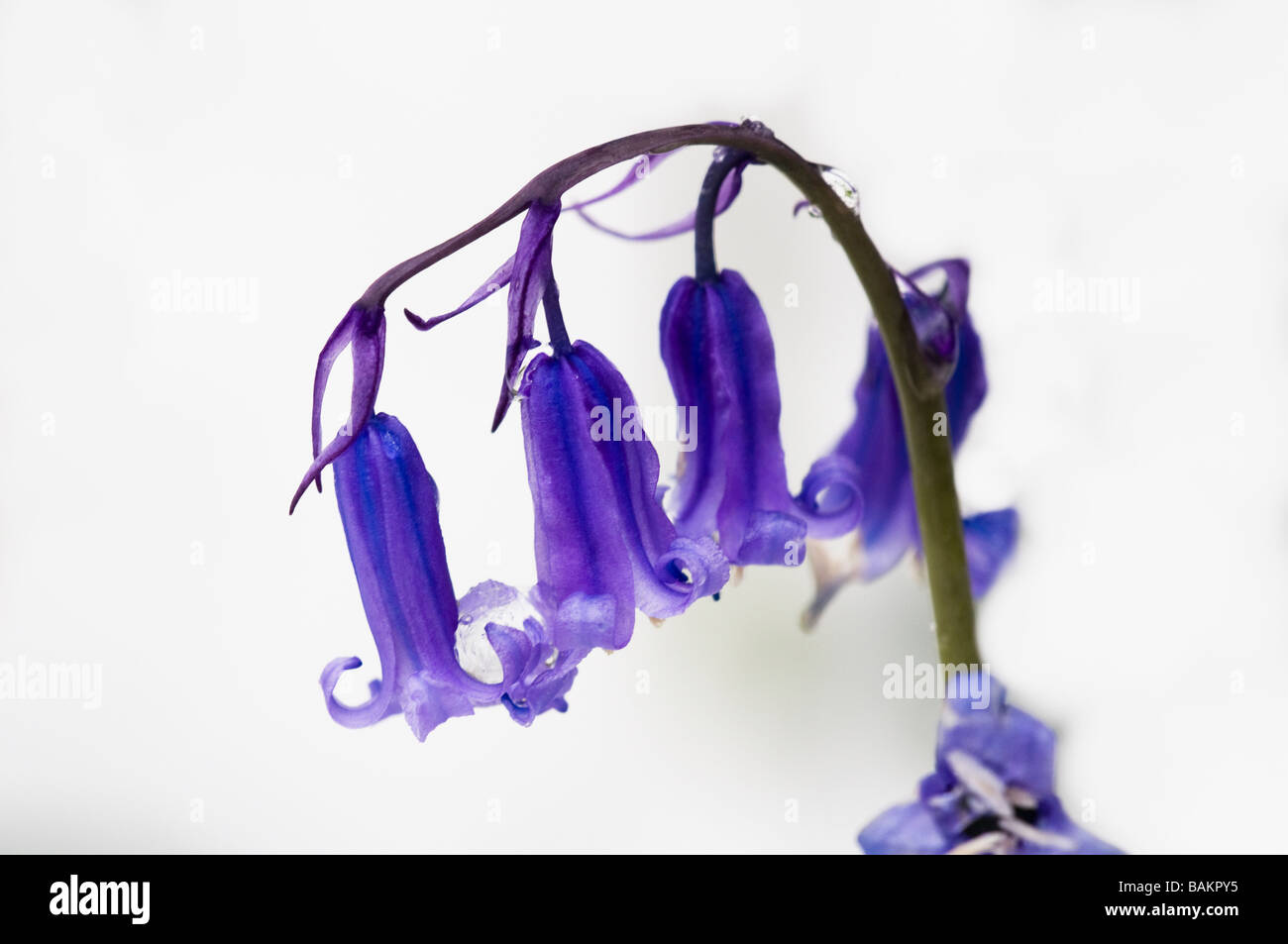 English bluebells in the snow Stock Photo - Alamy