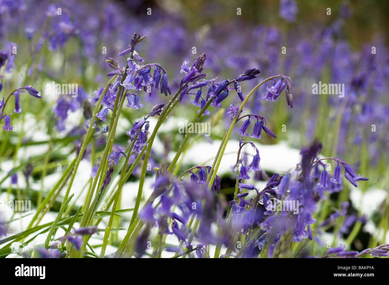 English bluebells in the snow Stock Photo - Alamy