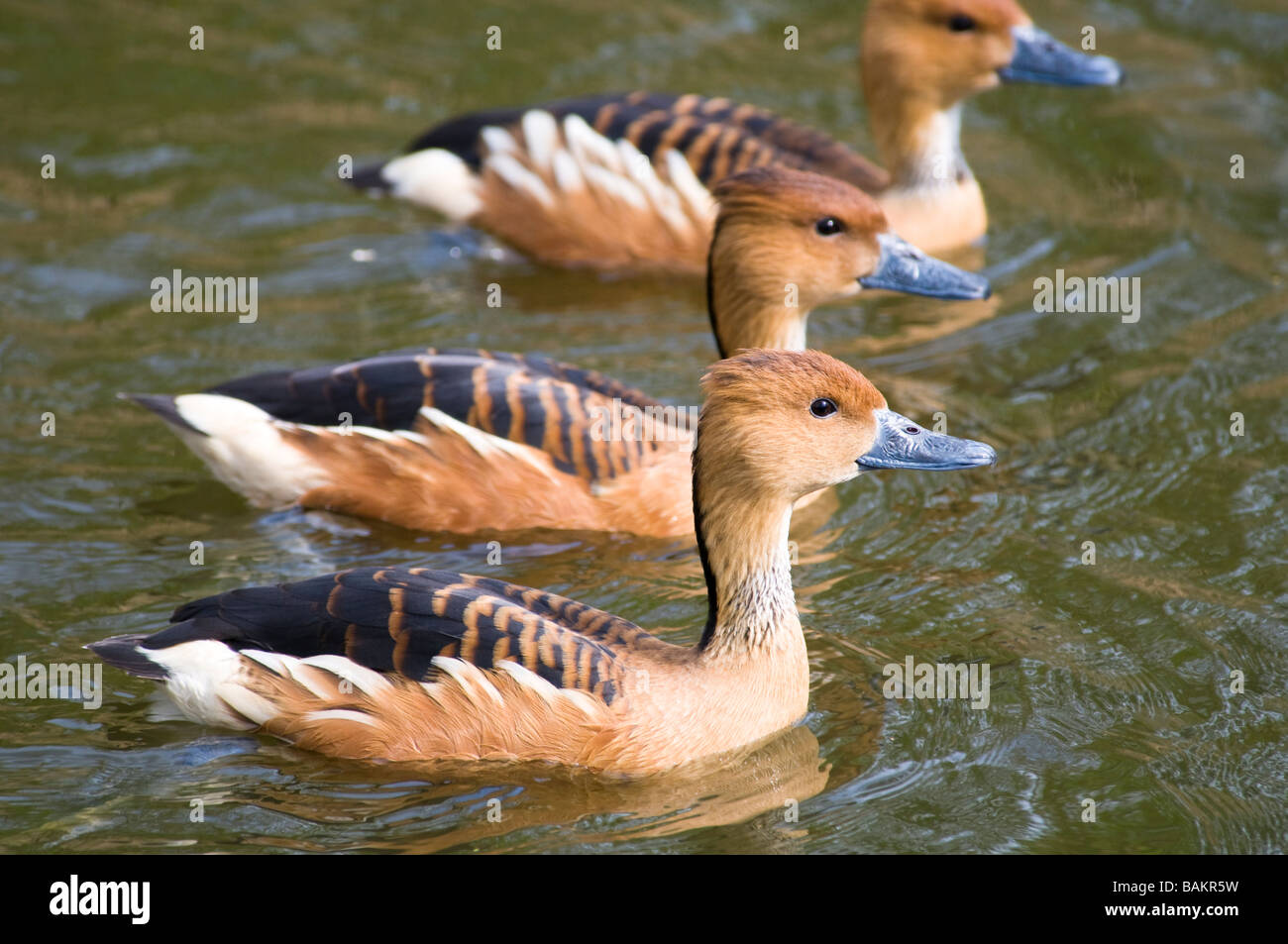 Fulvous Whistling Duck Stock Photo - Alamy