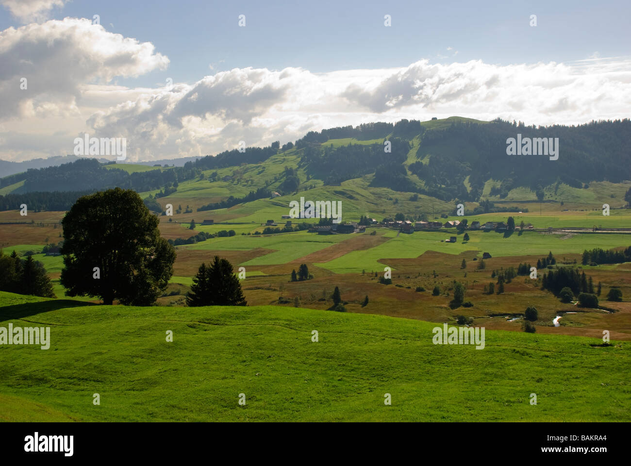 The mire landscape of Rothenthurm Stock Photo - Alamy