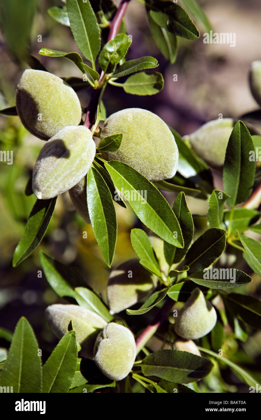 Almendro malaga hi-res stock photography and images - Alamy