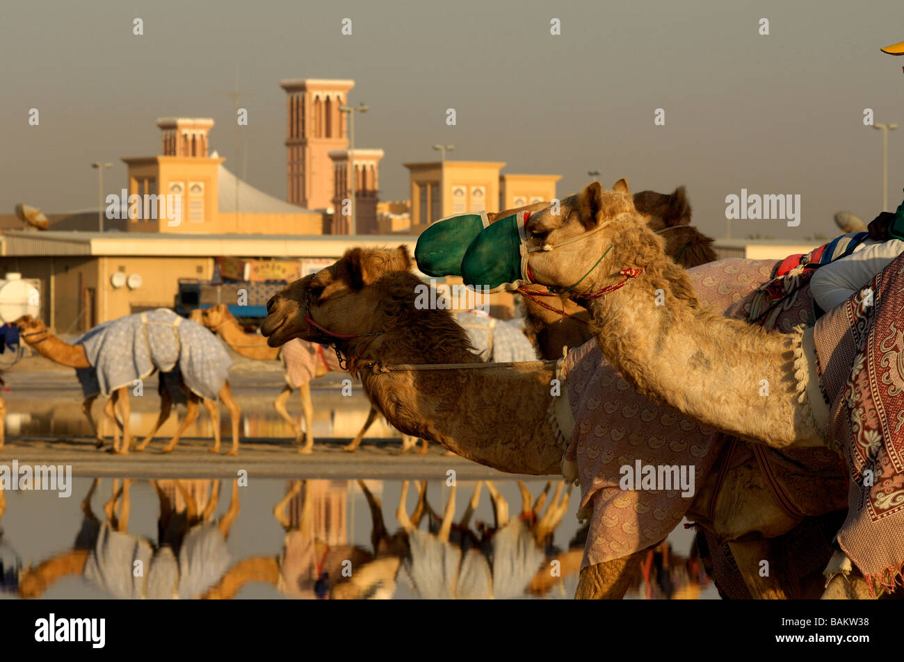 Dubai camels tourists hi-res stock photography and images - Alamy