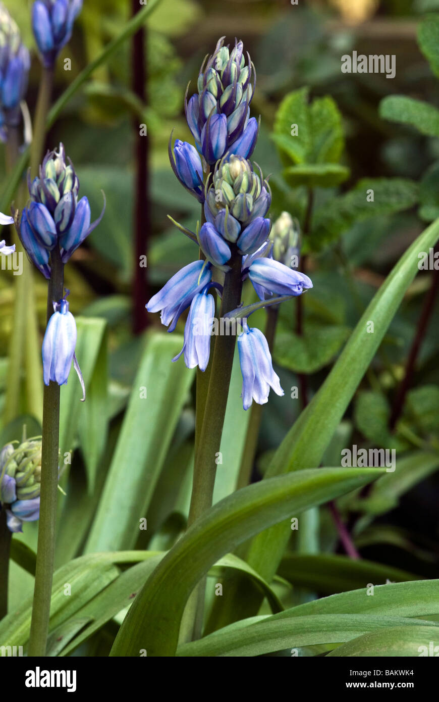 Hyacinthoides Hispanica, Spanish Bluebell, close up detailed shot Stock ...