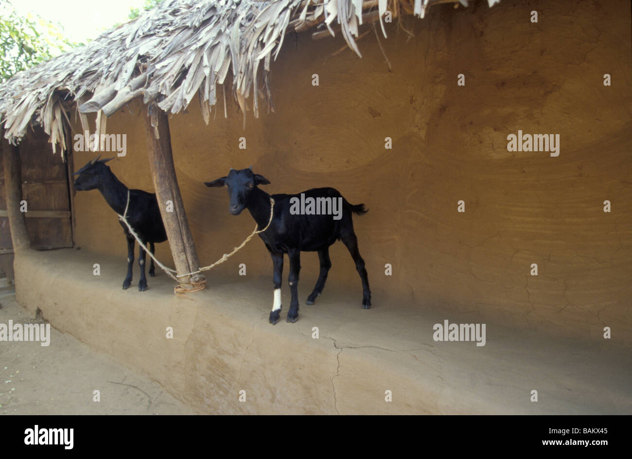 Goat tied hi-res stock photography and images - Alamy