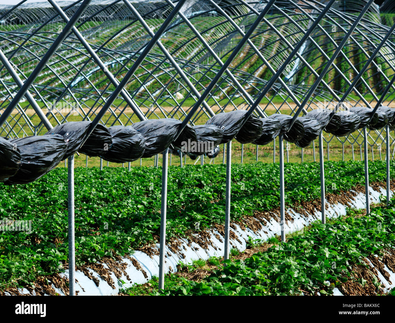 crops growing in open air greenhouses in the countryside Stock Photo ...