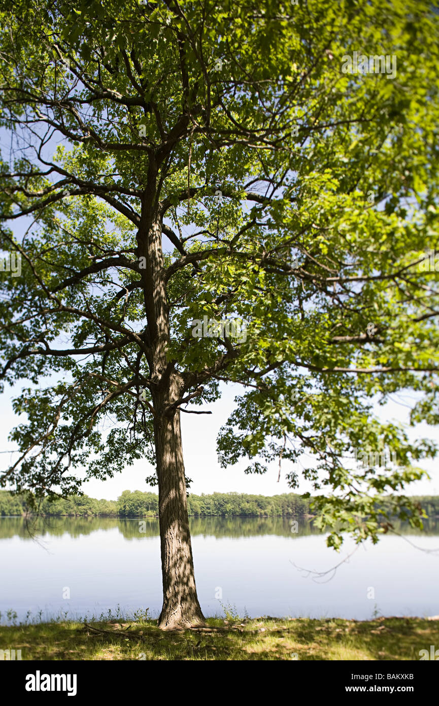 Tree and lake Stock Photo - Alamy