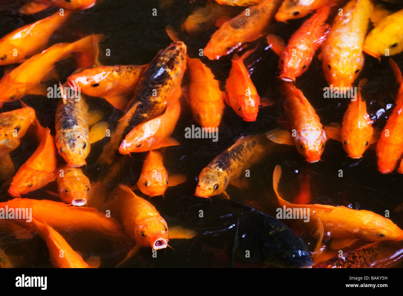 Koi collection hi-res stock photography and images - Alamy