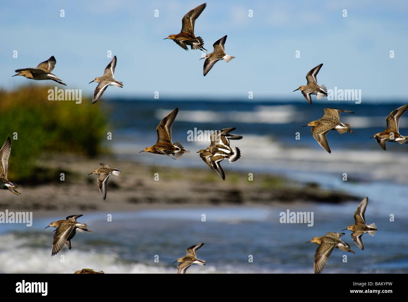 A mixed flock of waders in flight Stock Photo - Alamy
