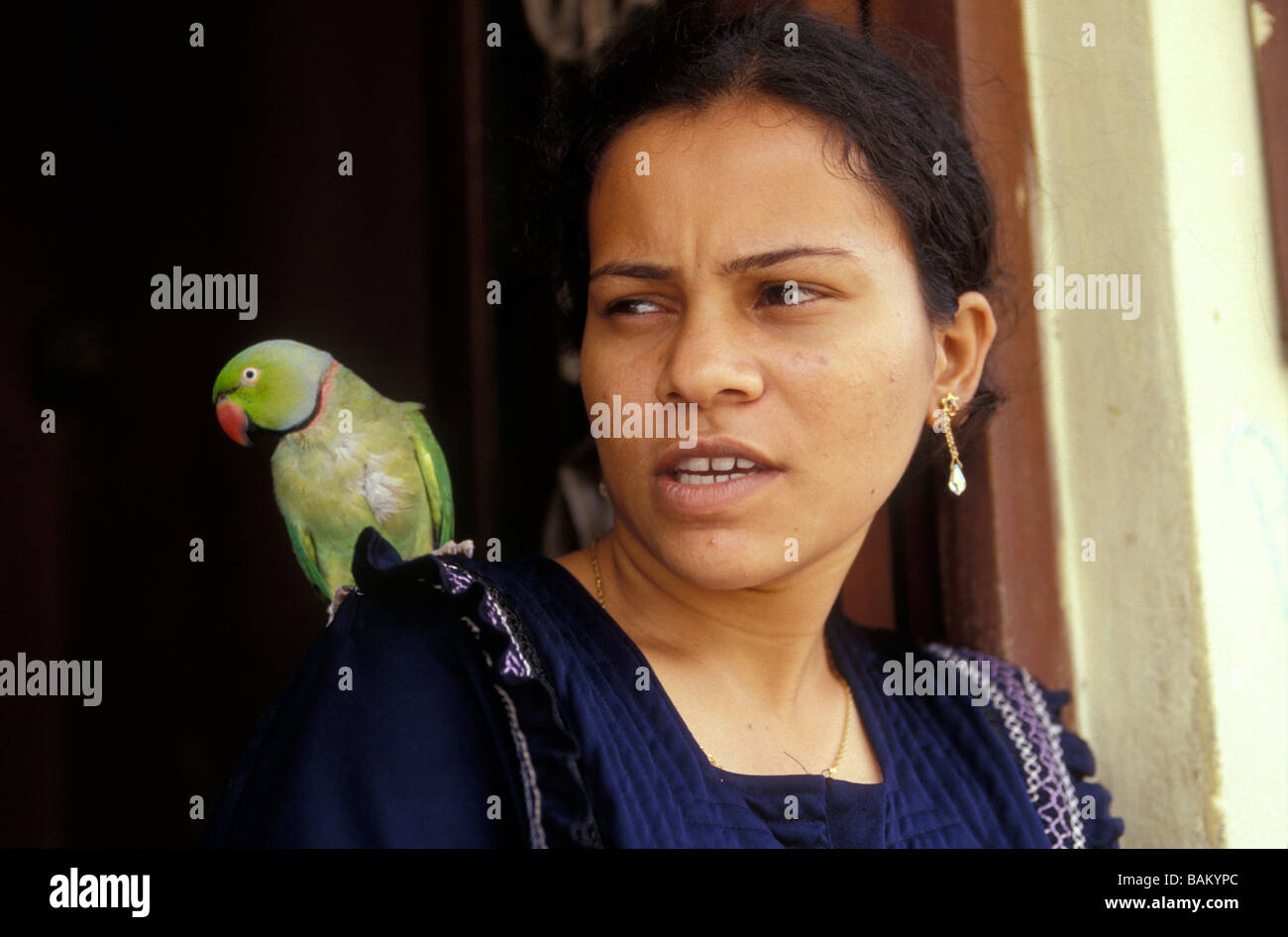 Sitting parrot hi-res stock photography and images - Alamy