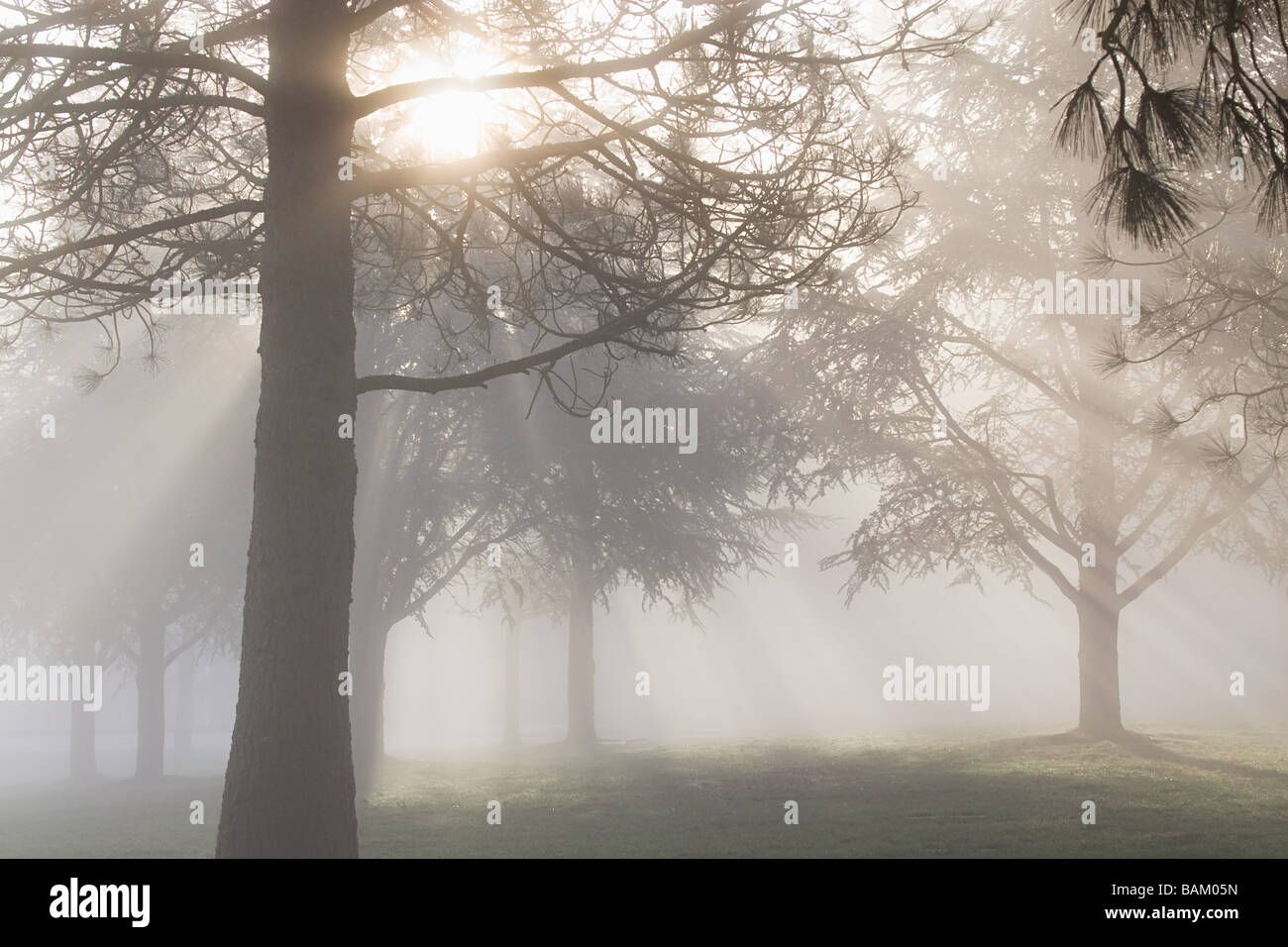 Sunlight filtering through trees Stock Photo - Alamy