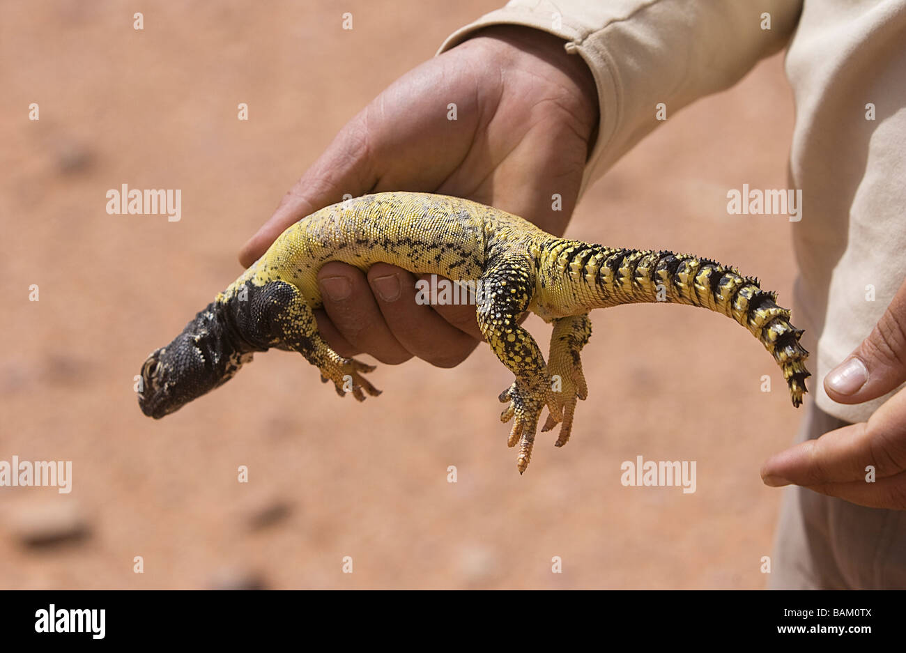 Libya, the Fezzan (Sahara), near Gath, Dop, lezard sur le gassi de ...