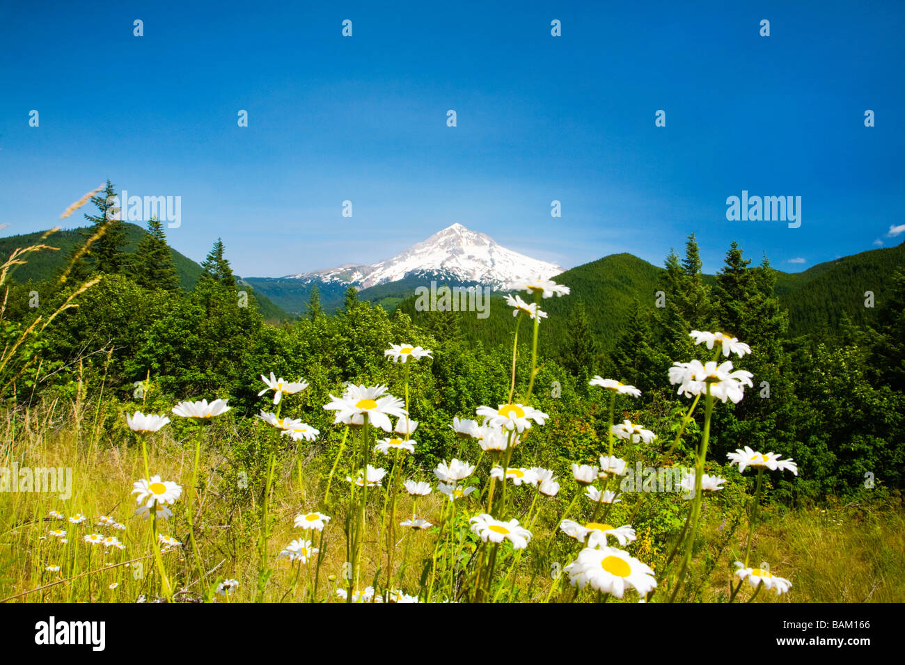 Lolo pass and mount hood Stock Photo - Alamy