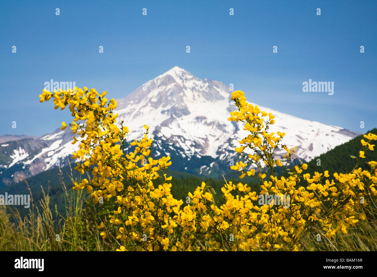Lolo pass and mount hood Stock Photo - Alamy