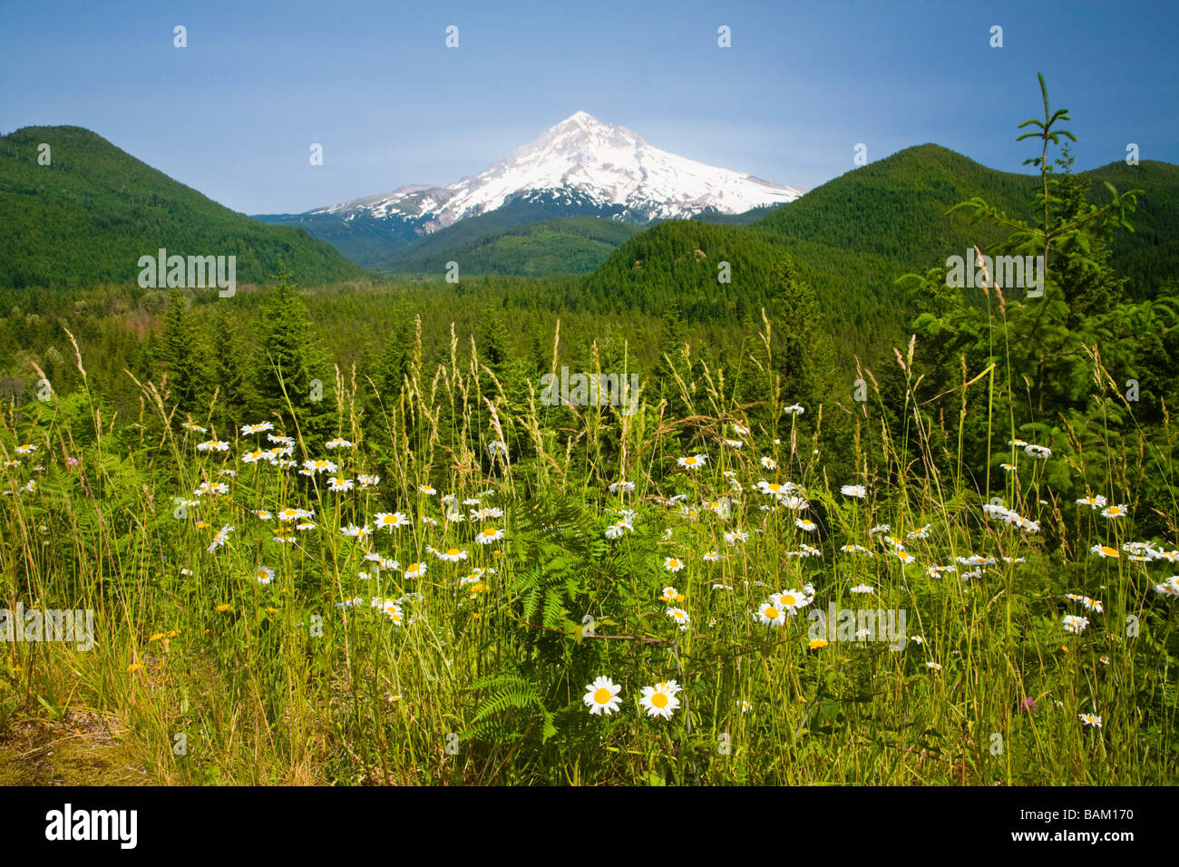 Lolo pass and mount hood Stock Photo - Alamy