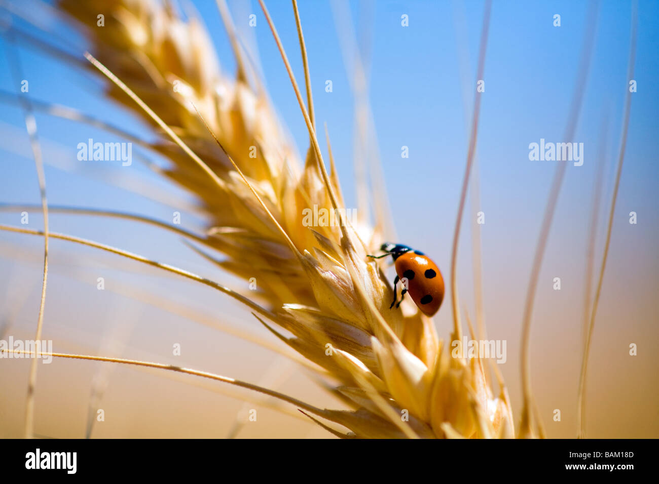 Ladybird on plant hi-res stock photography and images - Alamy