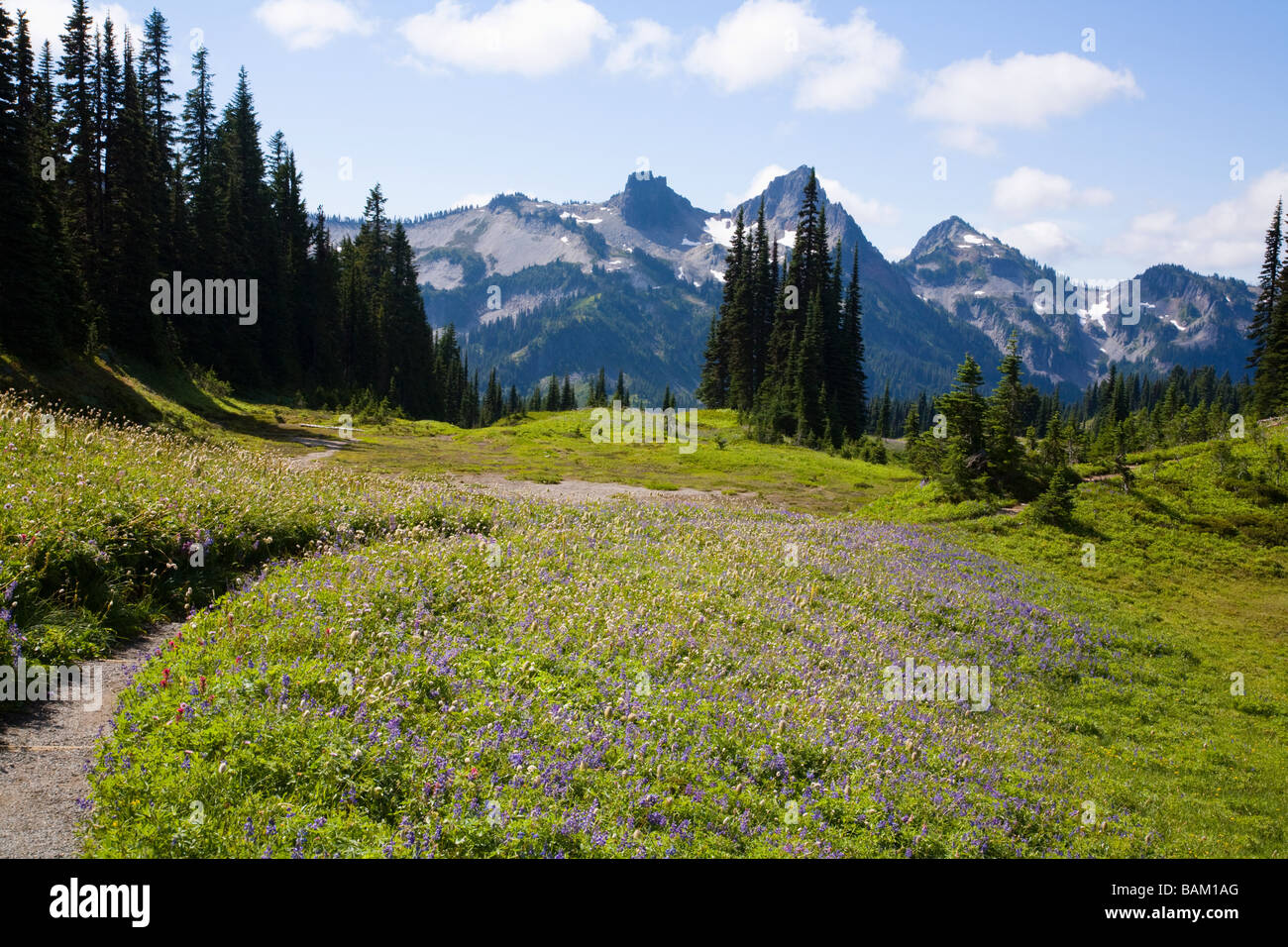 Mount rainier national park and tatoosh mountains Stock Photo - Alamy