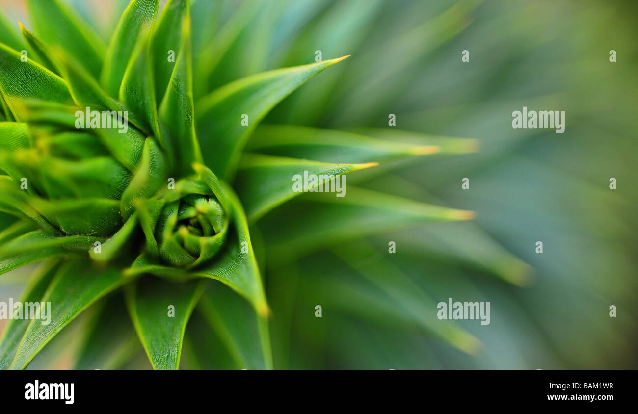 Young plants sprouting leaves in the early stages of growth. Picture by ...