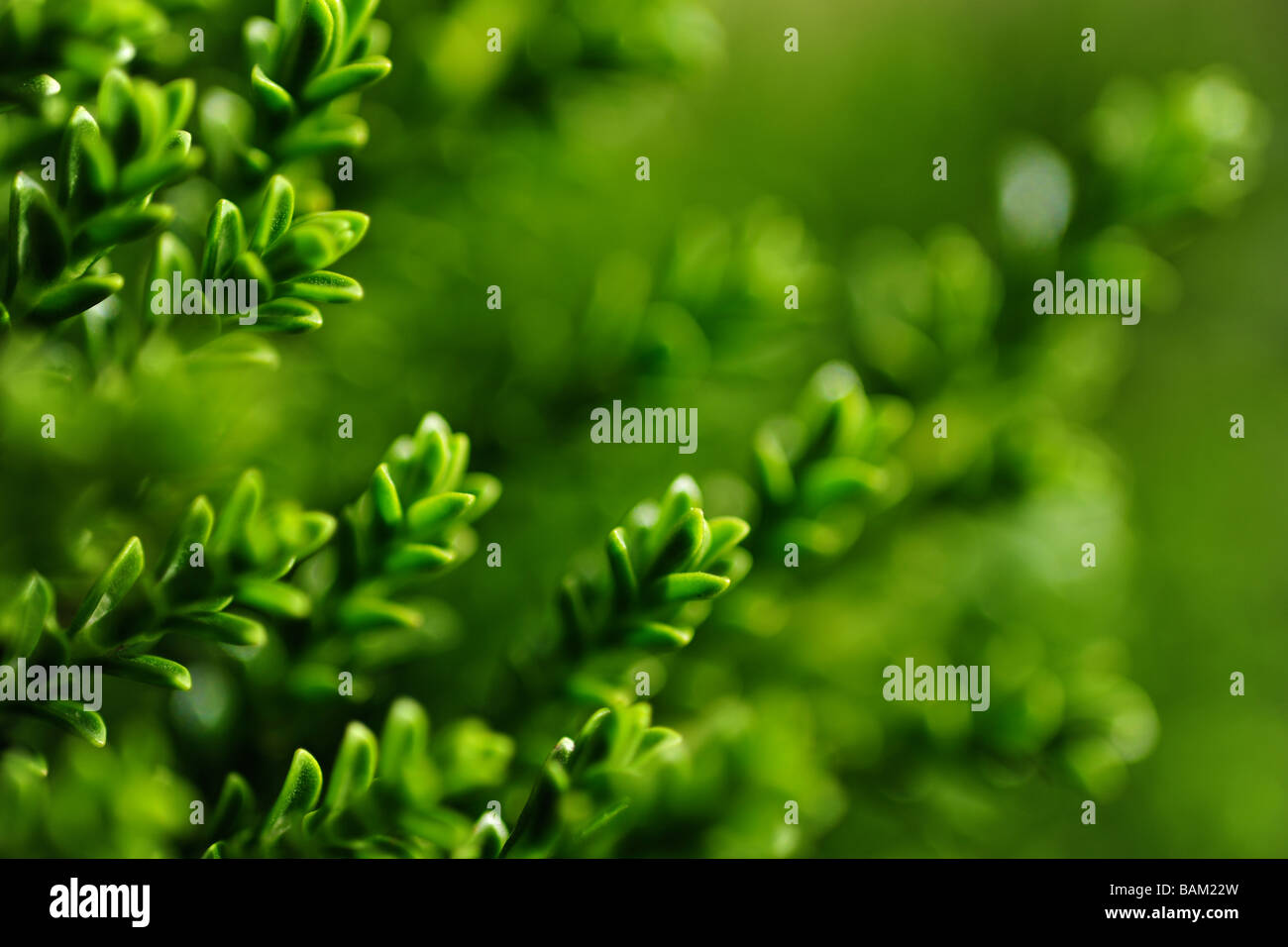 Young plants sprouting leaves in the early stages of growth. Picture by ...