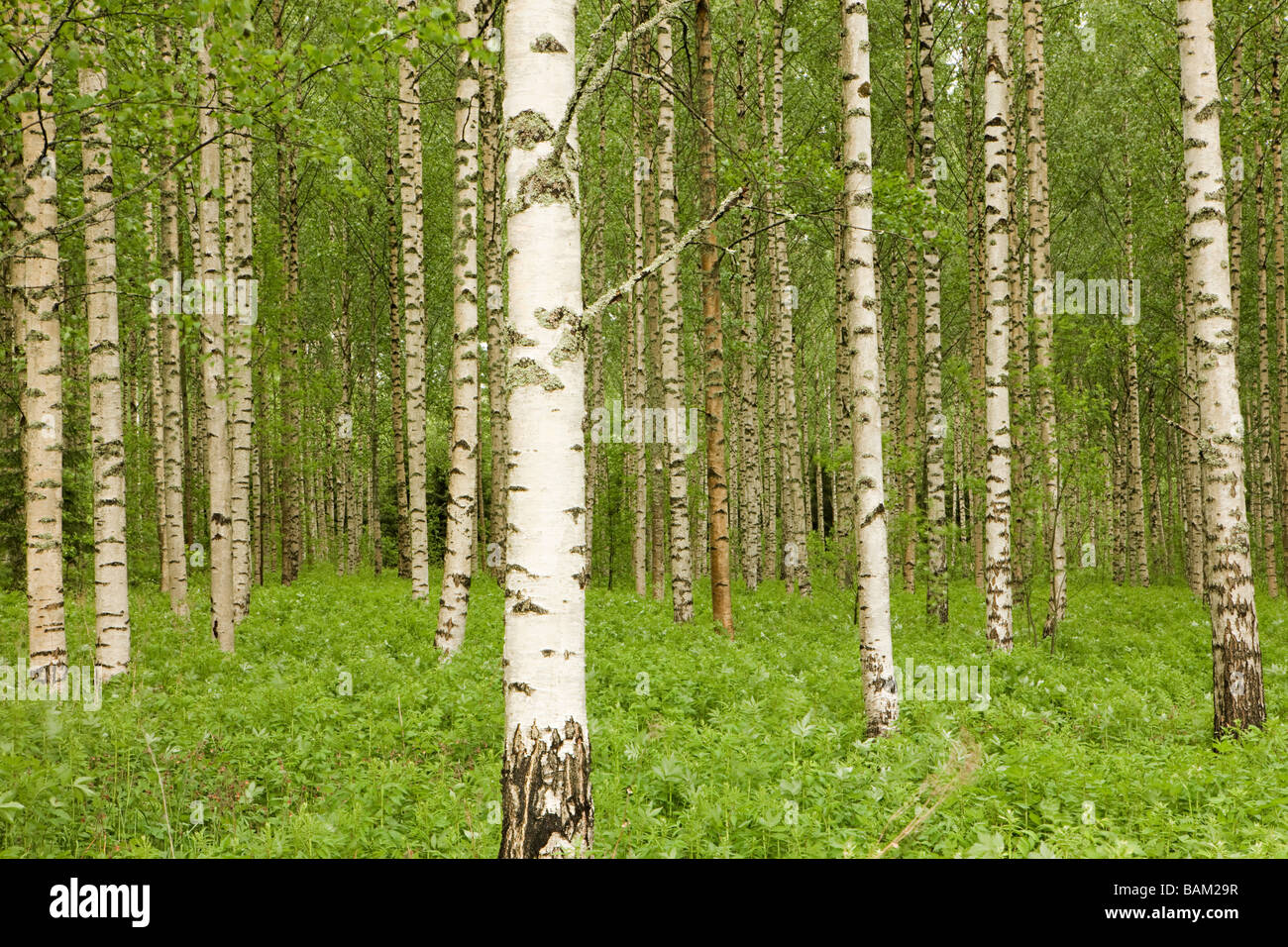 Birch species hi-res stock photography and images - Alamy