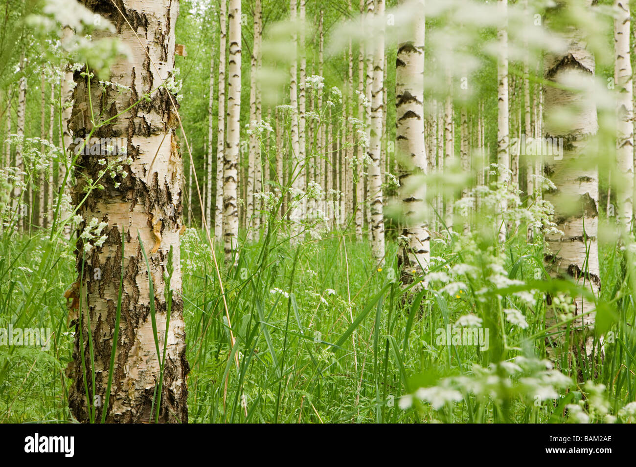 Birch trees hi-res stock photography and images - Alamy