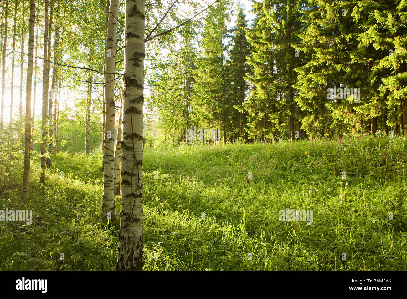 Birch species hi-res stock photography and images - Alamy